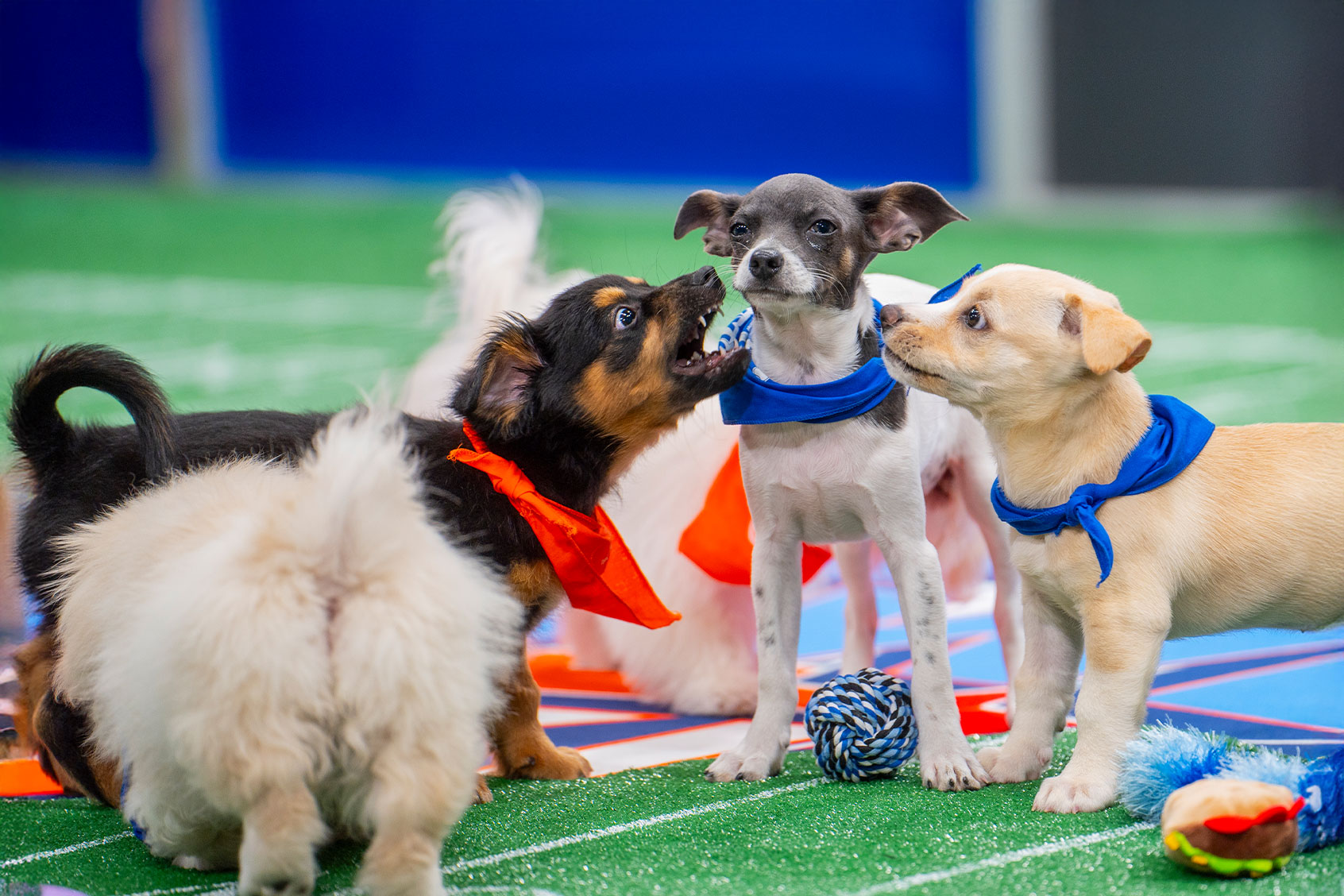 "Puppy Bowl XXI": Dan Schachner was never a real NFL referee, but he ...