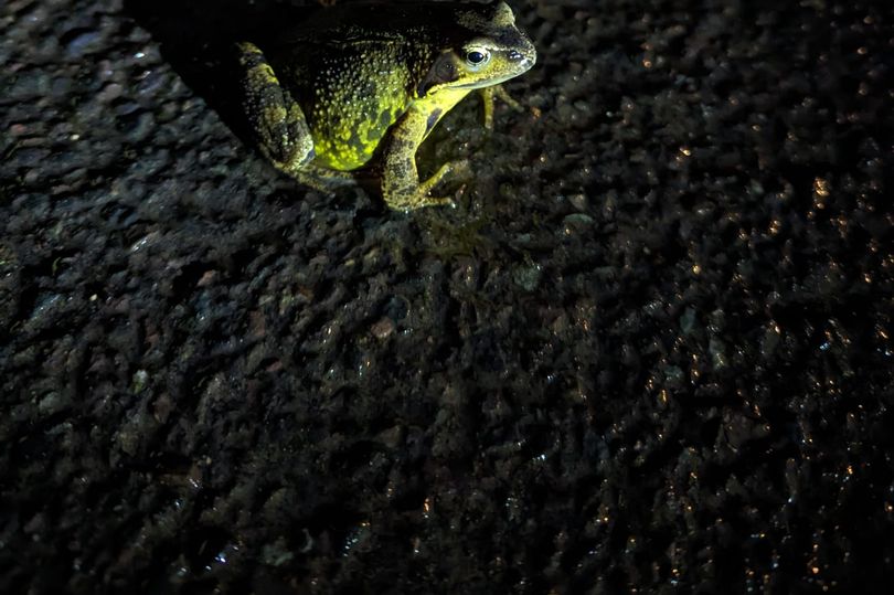 Thousands of toads and frogs on a life or death journey across Bath road