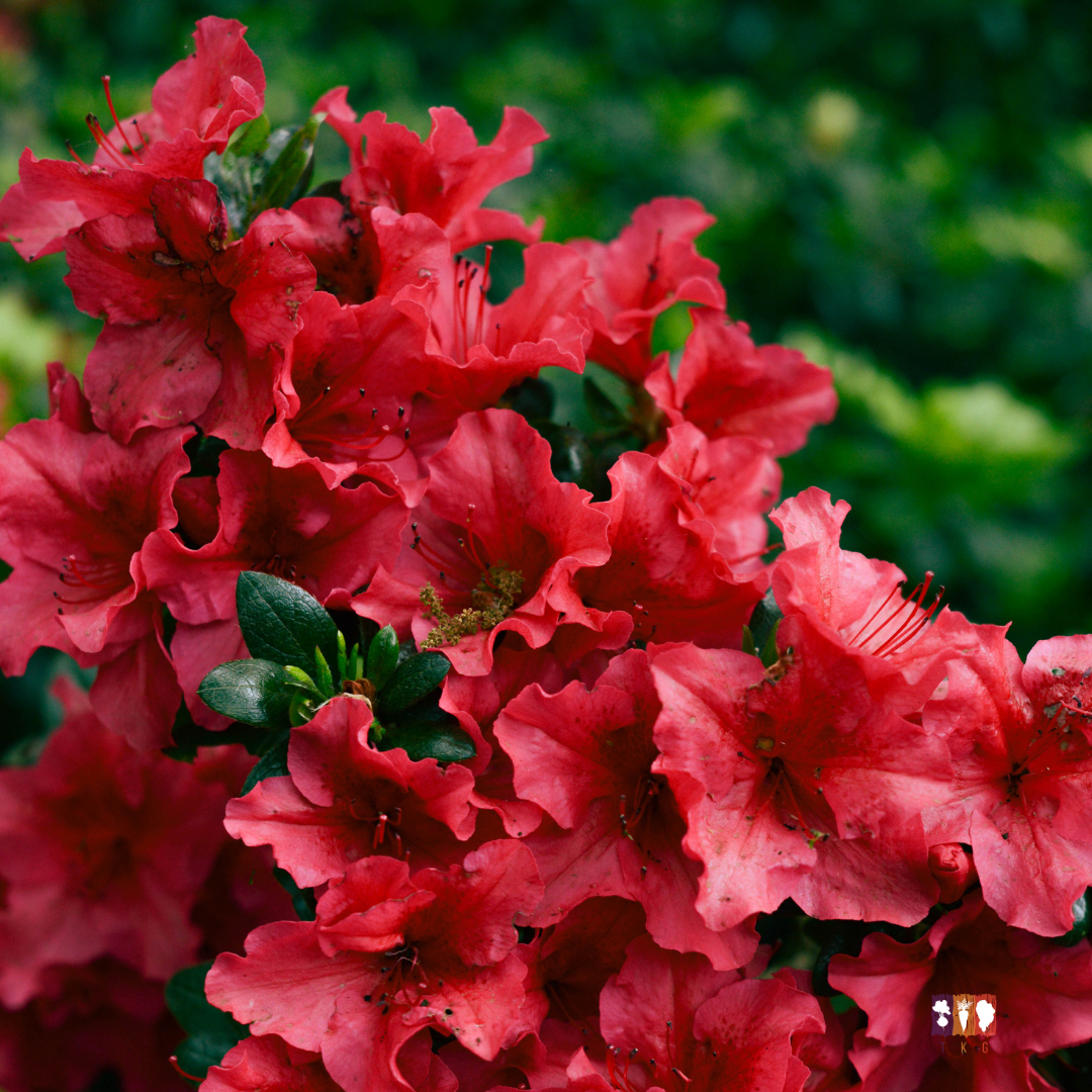 Are Encore Azaleas Perennials? Experience More Blooms