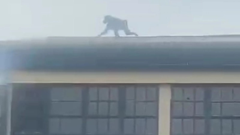 R20 000k for information on the killing of beloved Mpumalanga baboon ...