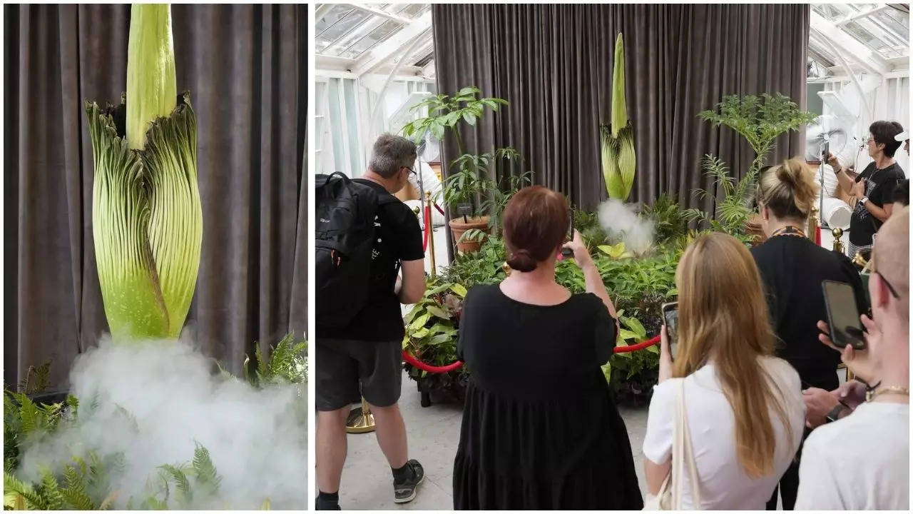 ‘Gag-worthy’: Rare corpse flower blooms in Australia, drawing crowds ...