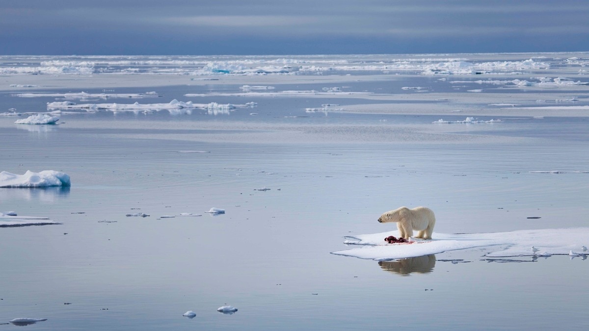 Arctic will become ice-free as temperatures rise, scientists warn