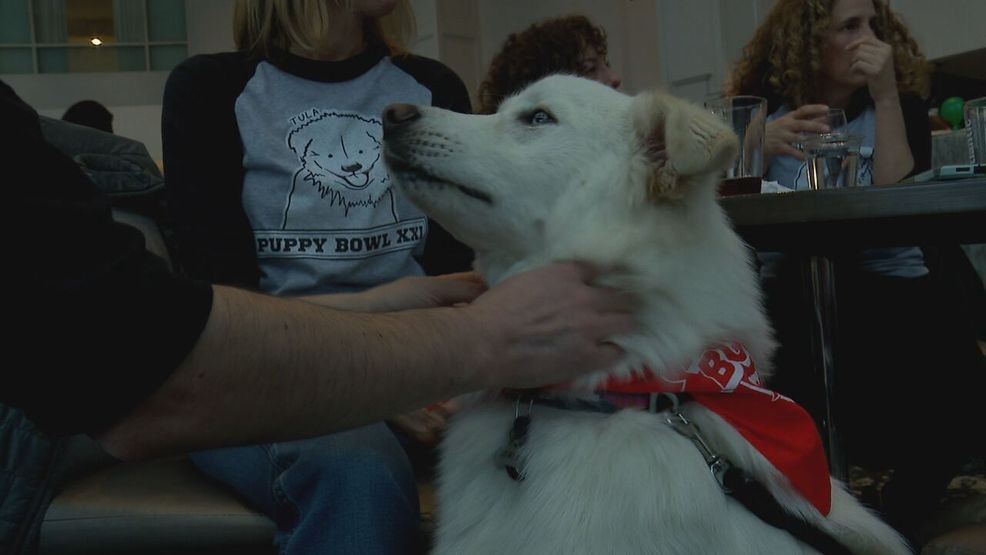 Fans gather to cheer on Maine pup in Puppy Bowl
