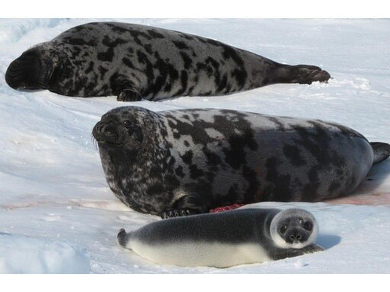 Raising the sealing: Central Newfoundland Conservative candidate ...