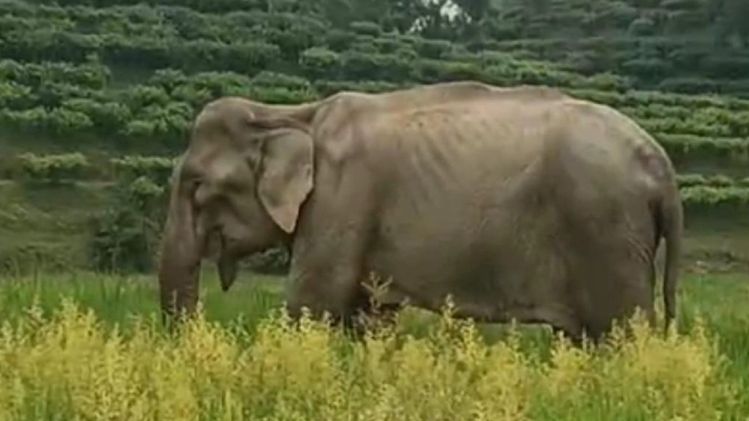 Assam: People mourn wild elephant’s death in Patharkandi, perform ...