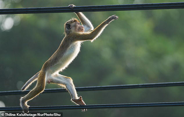 Monkey blamed by government for turning entire island's power off
