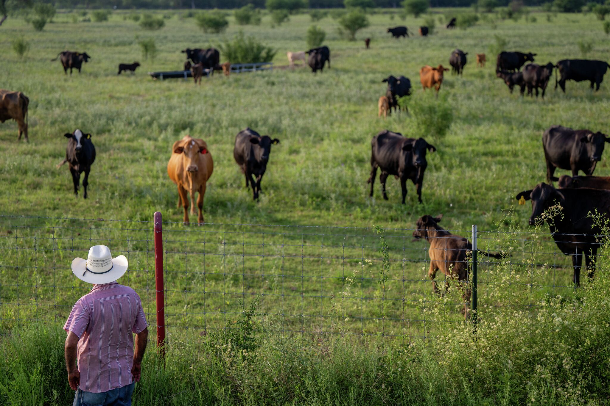 U.S. cattle numbers lowest since 1951. What's going on?