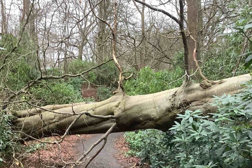 Storm Eowyn damage to thousands of trees reported in West Lothian