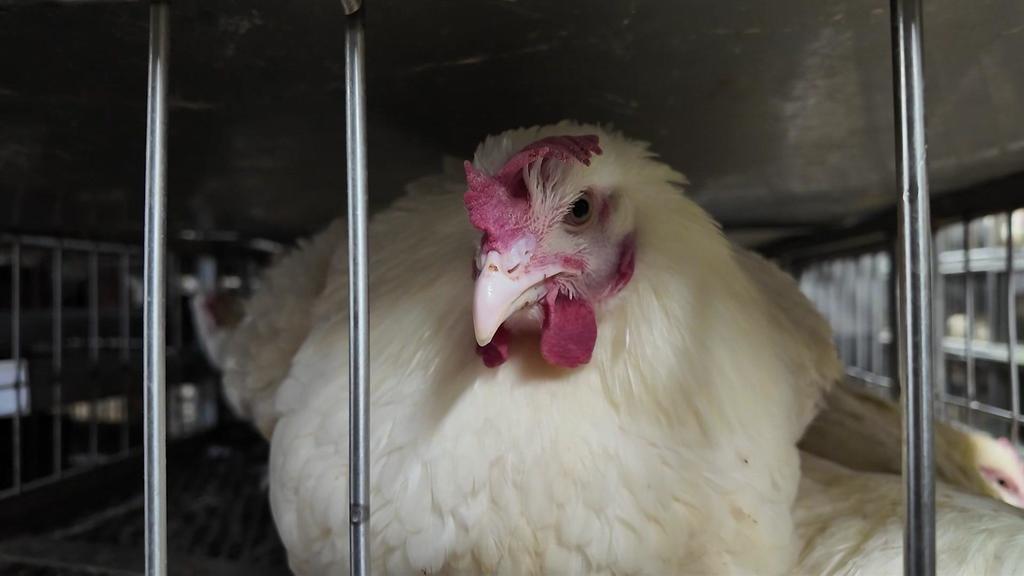 NYC live poultry markets closing for cleaning amid bird flu concerns ...