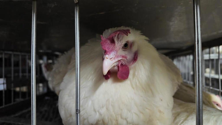 NYC live poultry markets closing for cleaning amid bird flu concerns ...