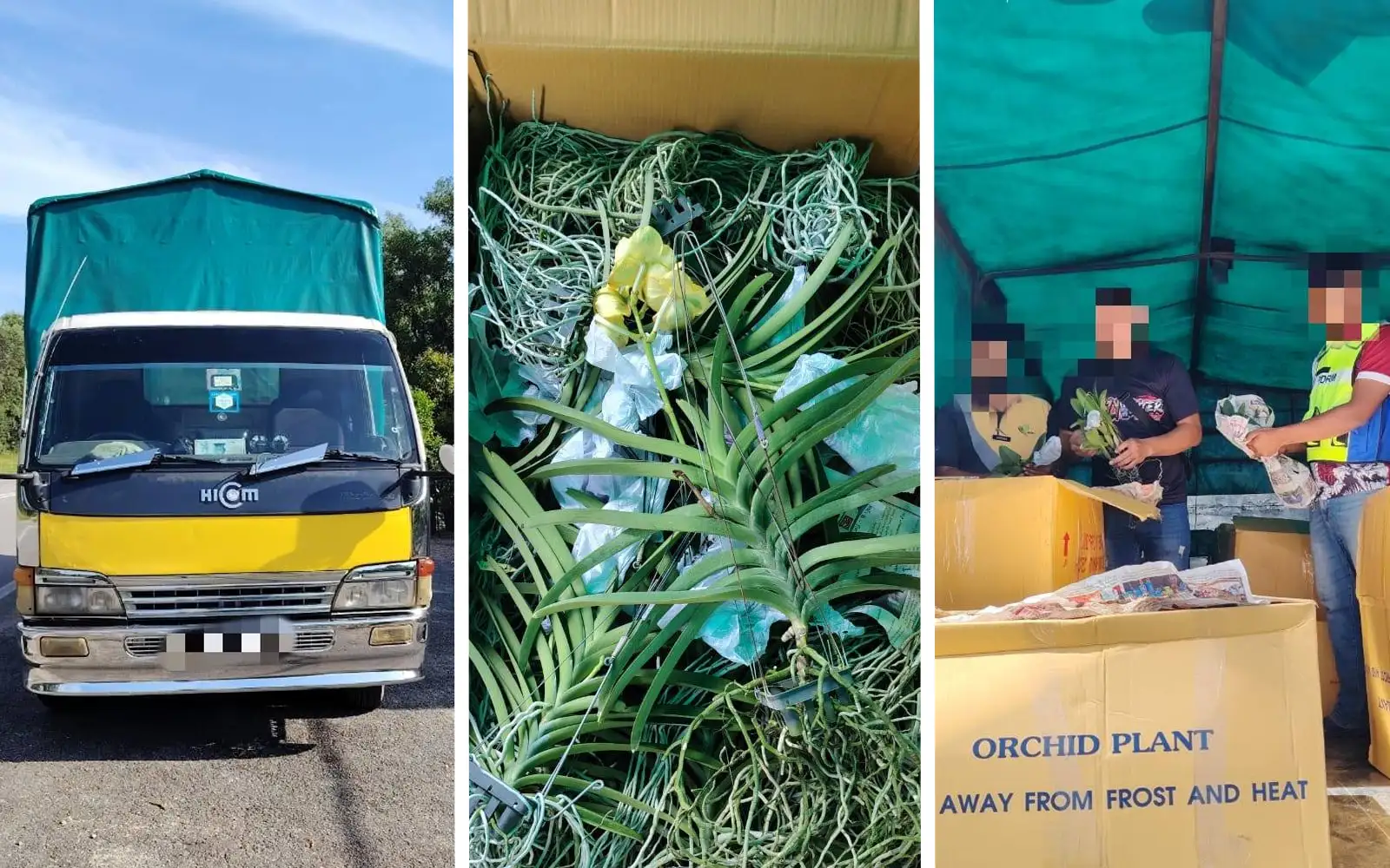 Bid to smuggle 4,000 orchids worth RM2mil thwarted near border