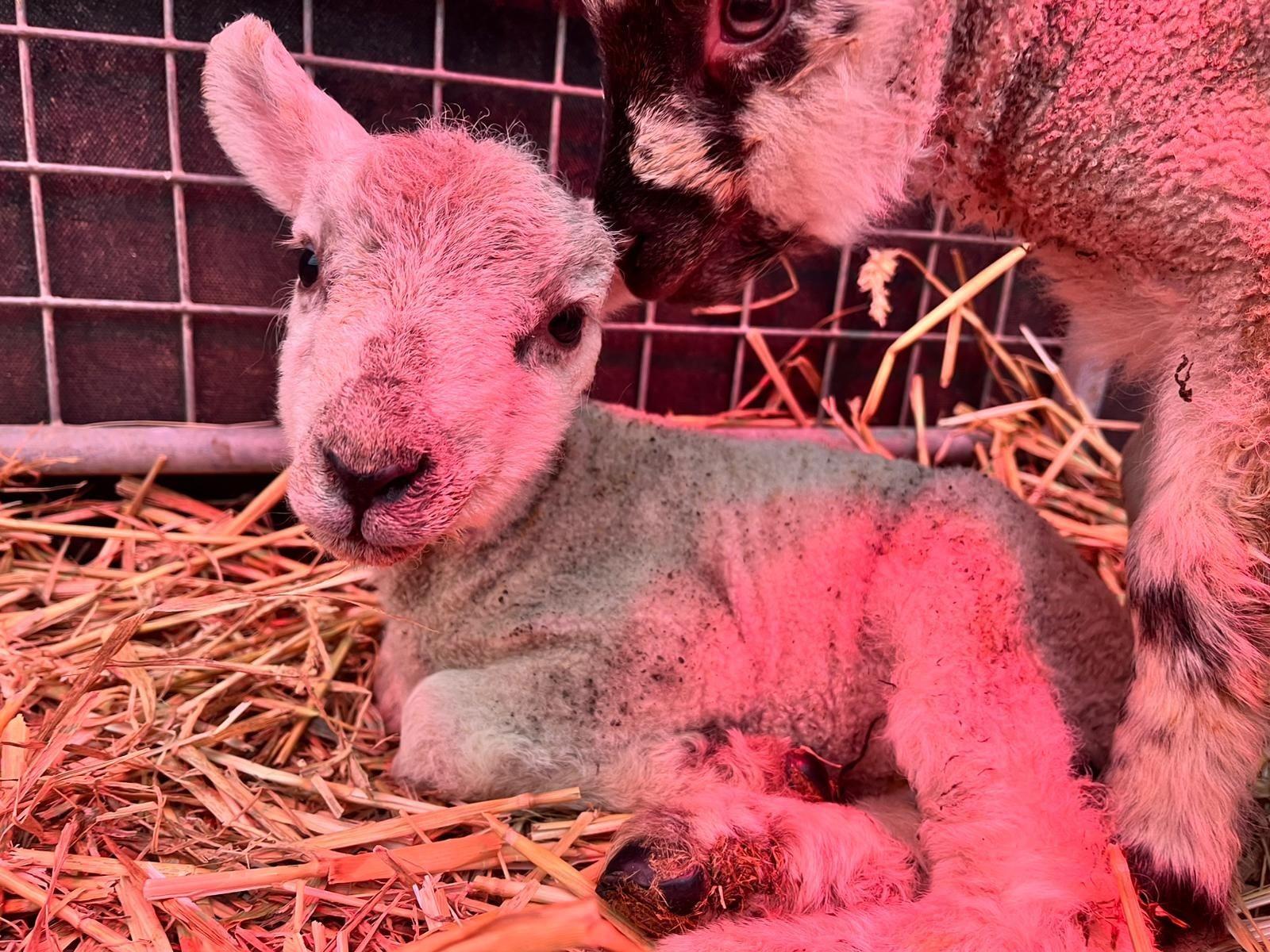 Spring arrives early at popular Northamptonshire Farm Park