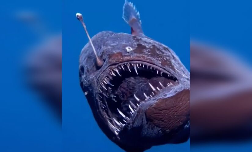 Peixe das profundezas é visto à luz do dia em raro fenômeno
