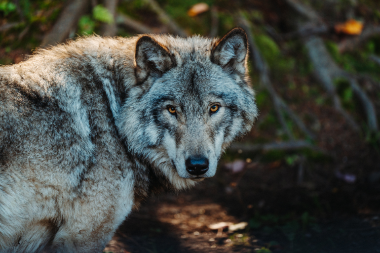 If a Wolf Notices You First, 10 Quick Decisions Could Mean a Safe Exit or a Serious Risk