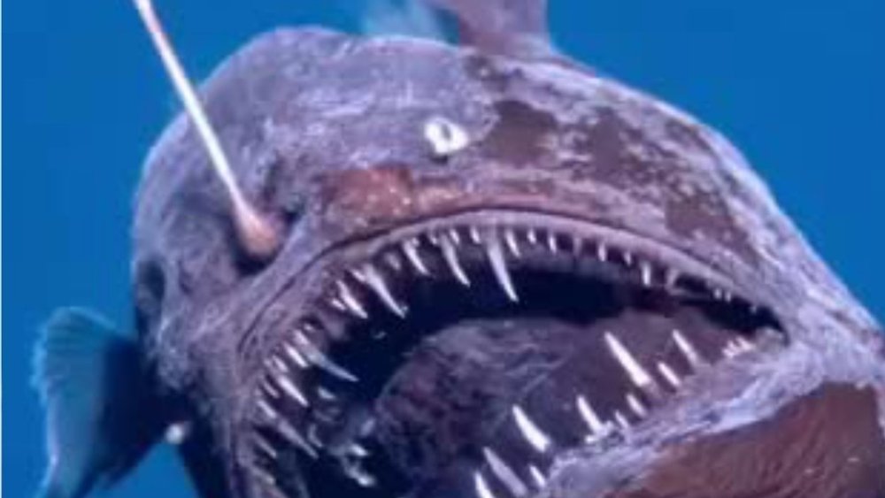 Spectacular footage: Creepy deep-sea fish filmed