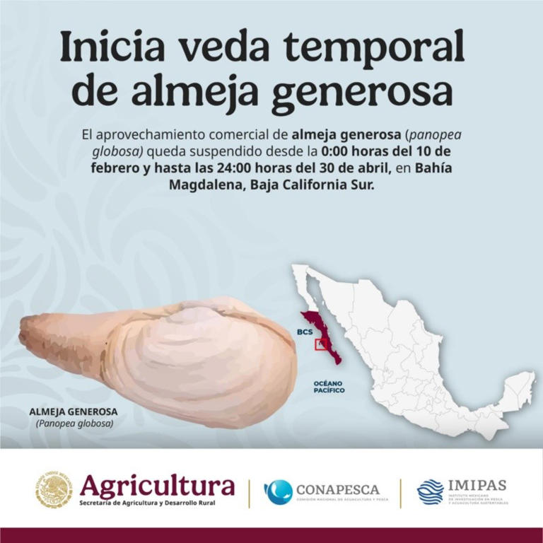 Inicia veda temporal de almeja generosa en Bahía Magdalena, Baja ...