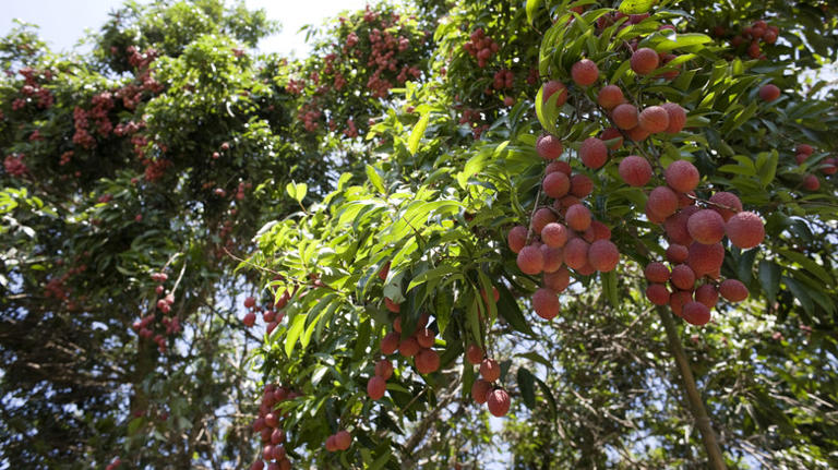 Bring Beauty To Your Yard With A Tropical Fruit Tree That's Worth The ...