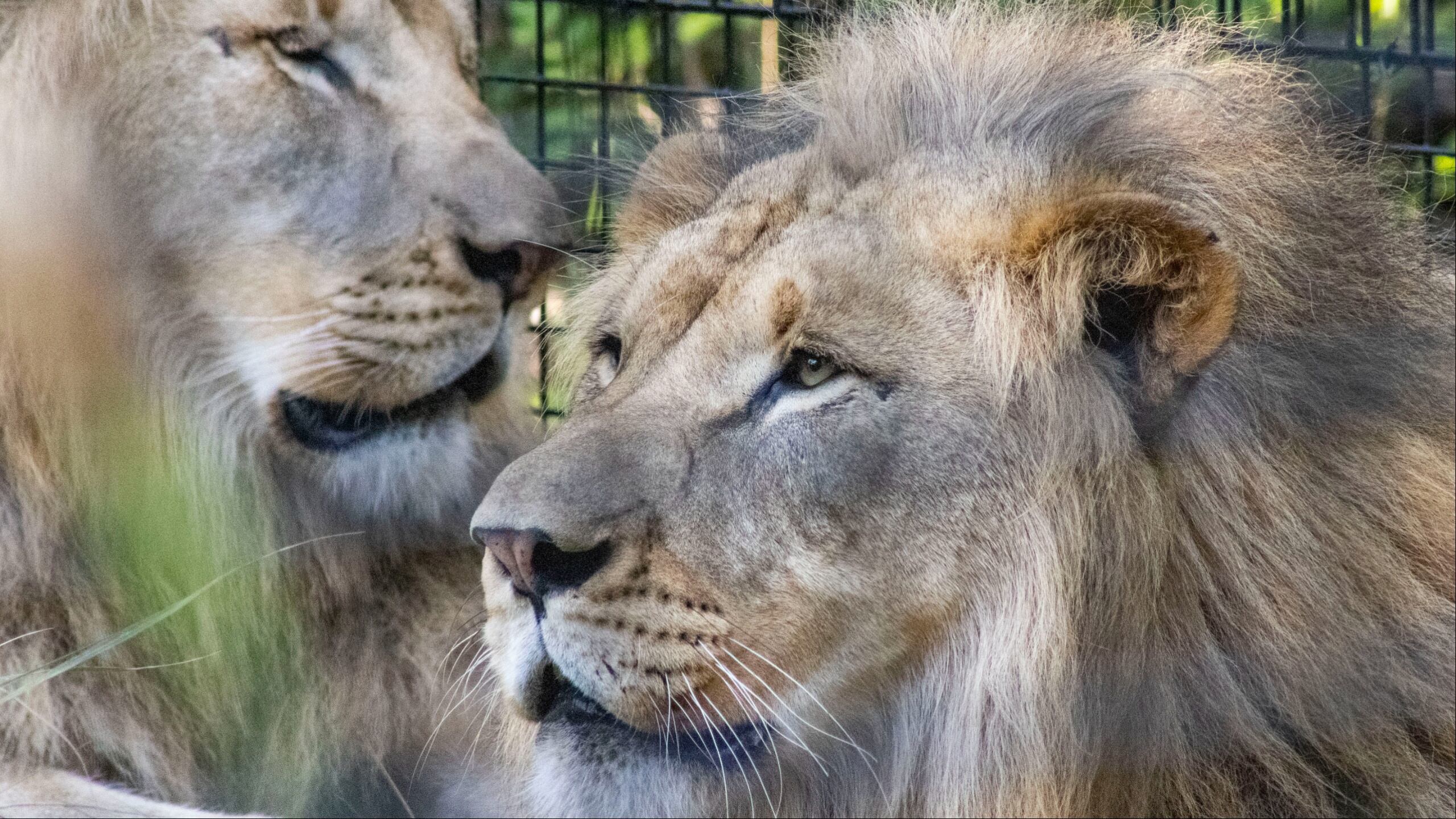 Brevard Zoo nominated as ‘Best Zoo’ in the United States