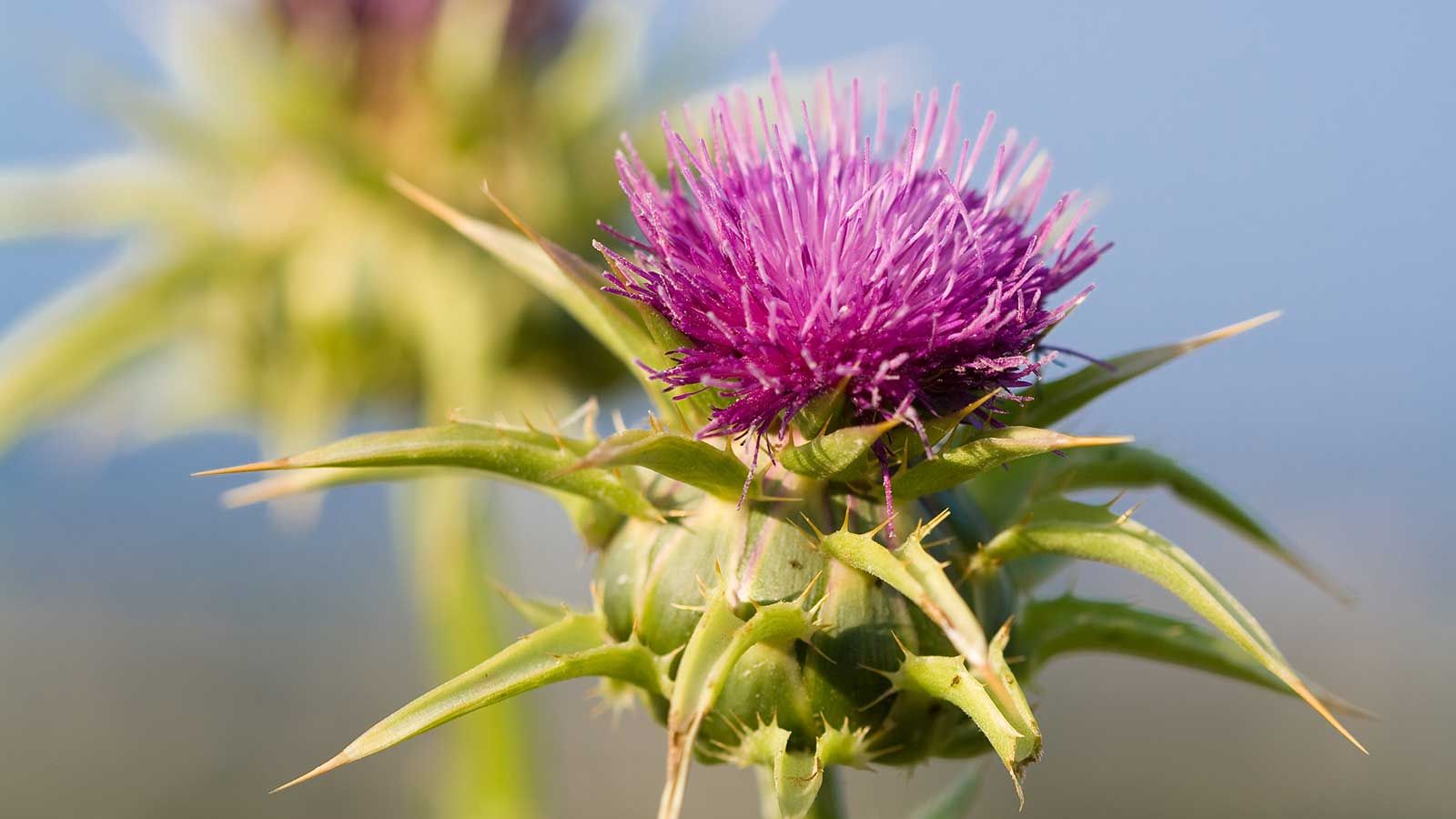 How to identify and get rid of milk thistle – gardening experts reveal ...