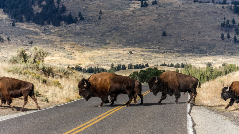 The Most Dangerous Activity To Do In Yellowstone Isn't What You Think