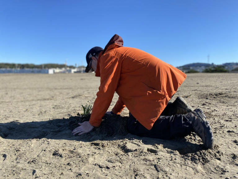 Volunteers replant dune to fight erosion, restore health of Ocean Beach ...