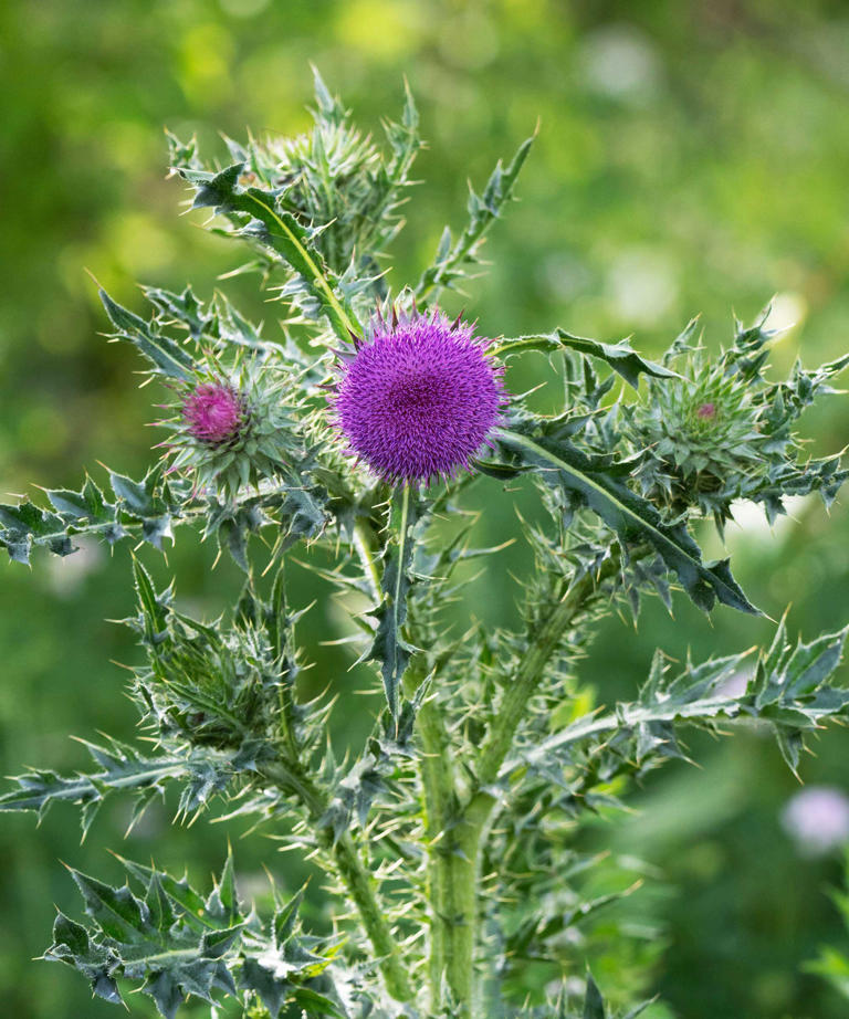 How to identify and get rid of milk thistle – gardening experts reveal ...