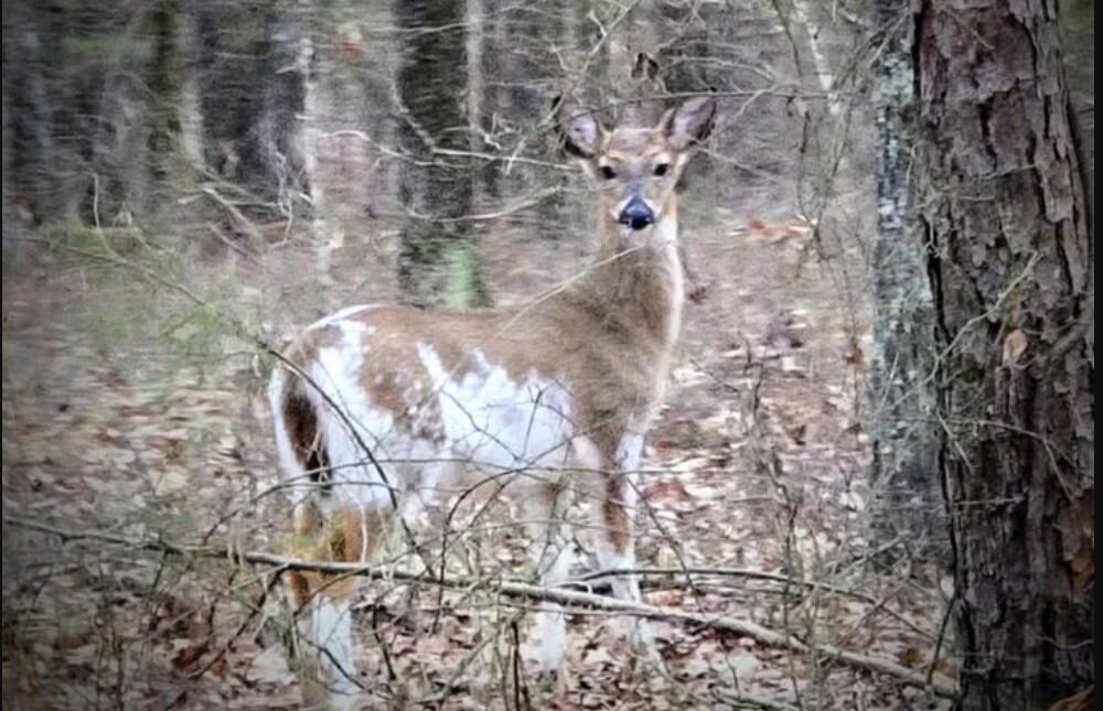Rare deer spotted in Region 8