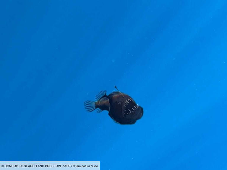 Vidéo: chose très rare, un "diable noir des abysses" a été observé près ...