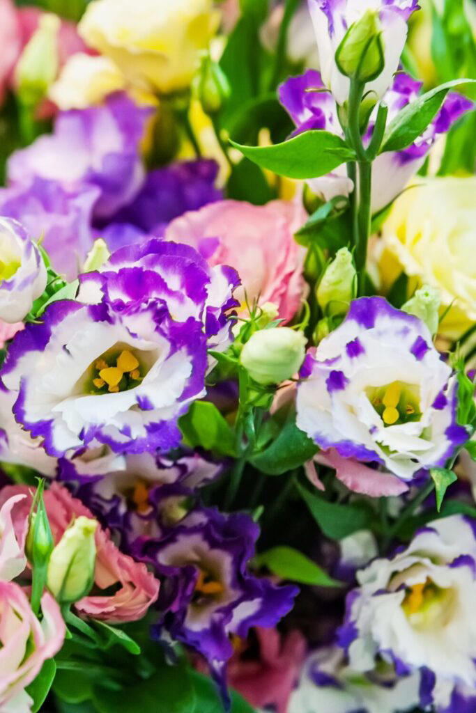 Lisianthus: The Flower That Symbolizes Charm, Grace, and Undeniable Love