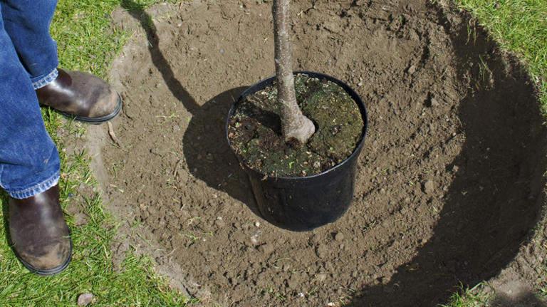 The Worst Thing You Can Do When Planting Fruit Trees, According To Our ...