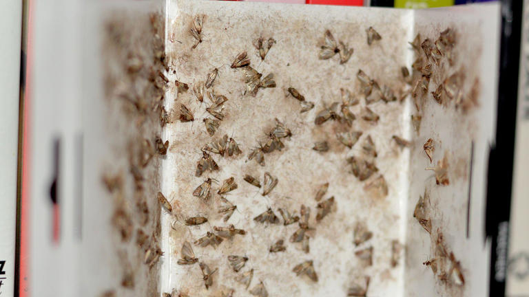 Couple can hand back moth-infested £32.5m mansion