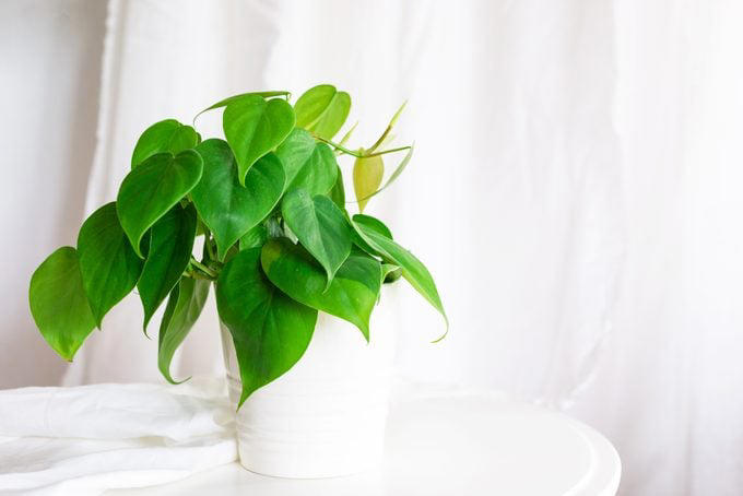 5 Heart-Shaped Indoor Plants Your Valentine Will Love