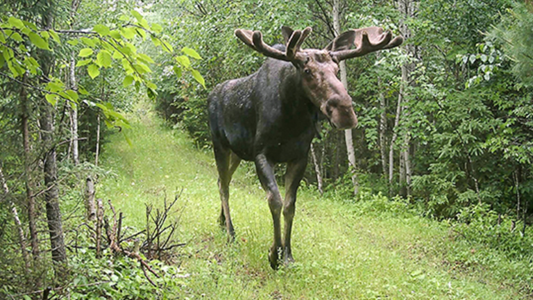 Michigan DNR scientists step up research efforts on moose population in ...