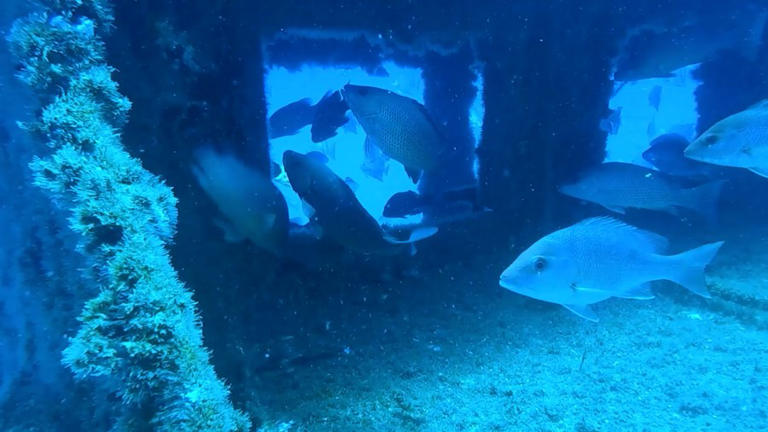 Ship sinking and Texas railroads; artificial reefs see expansion in the ...