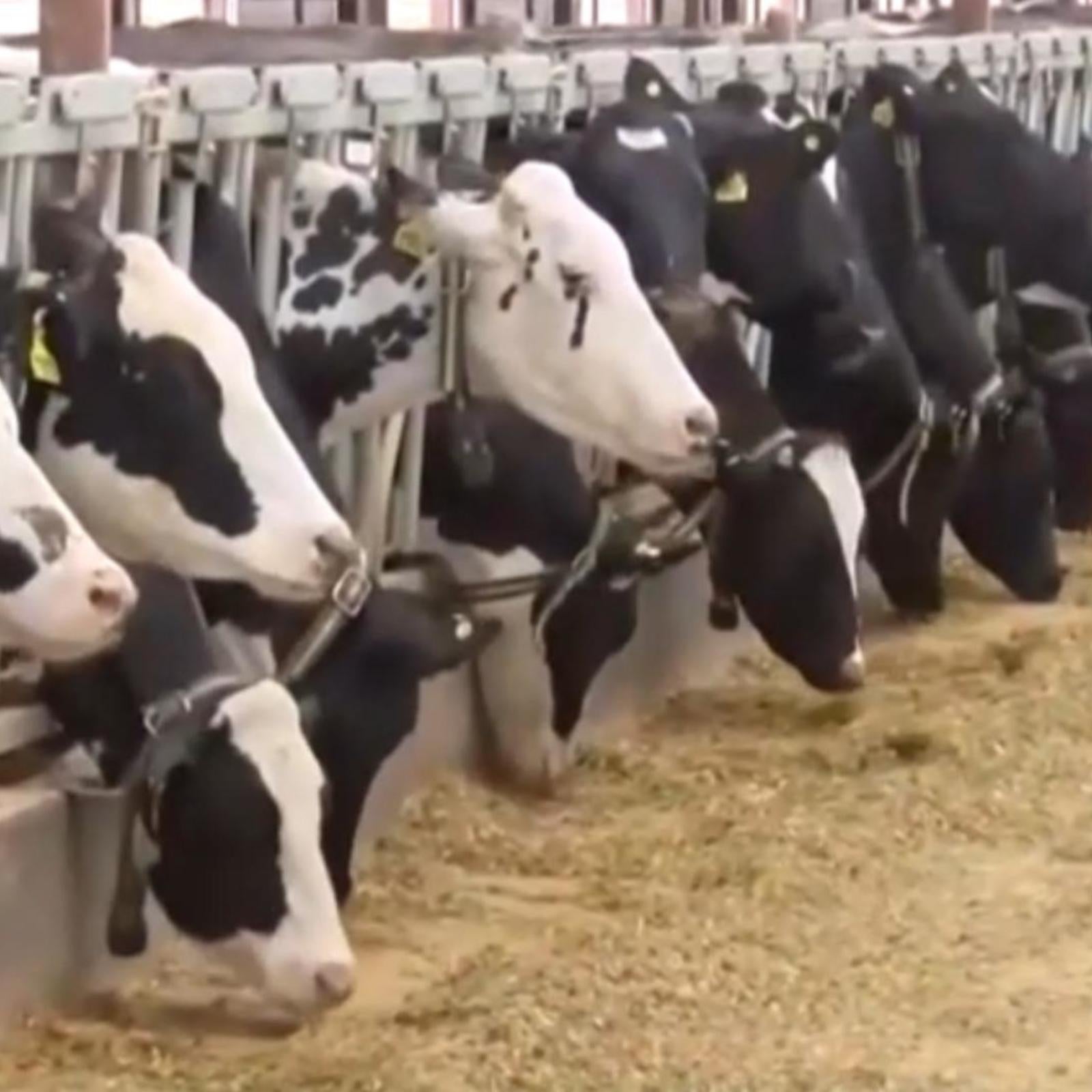 New bird flu strain in cows spreads to Nevada dairy worker