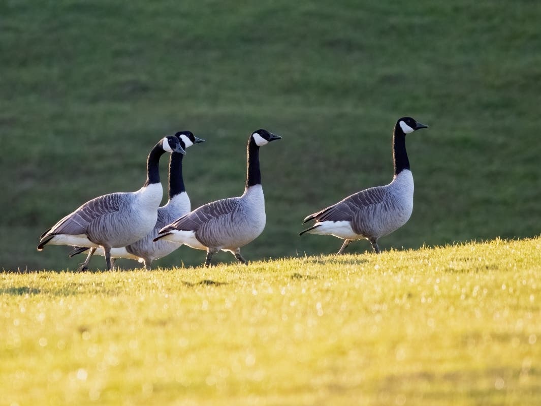 Dead Geese Prompt Park Closures In Allentown Amid Bird Flu Outbreak