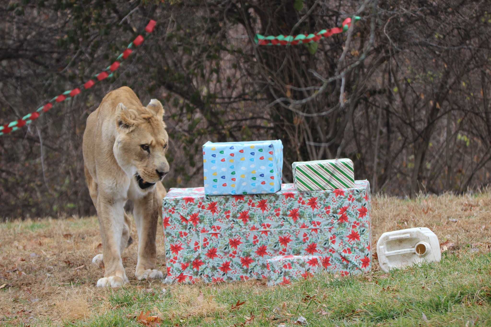 Kansas City Zoo grieving lion who was euthanized last week