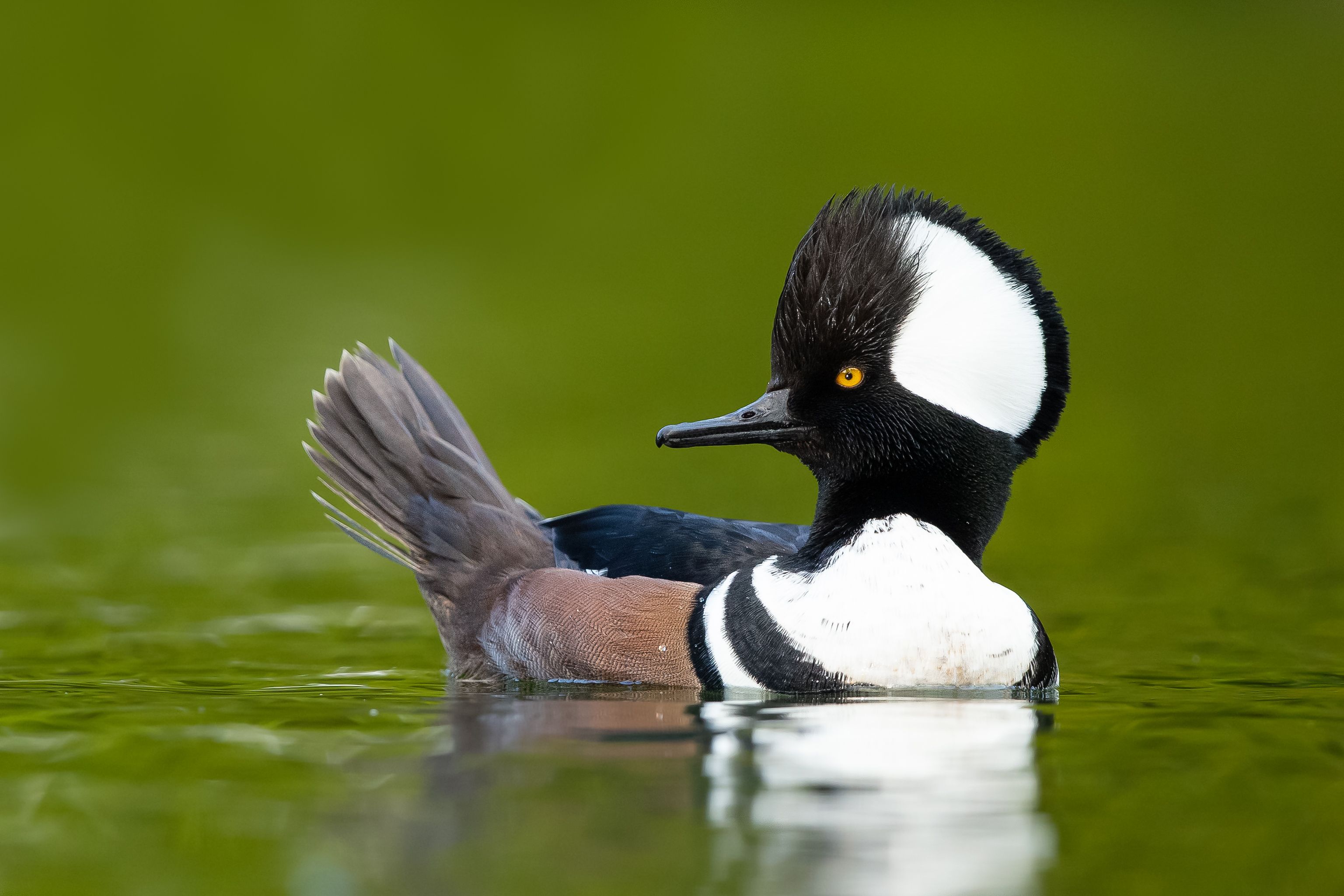 New York City Zoos Mourning the Deaths of Ducks and Wild Birds After 15 ...