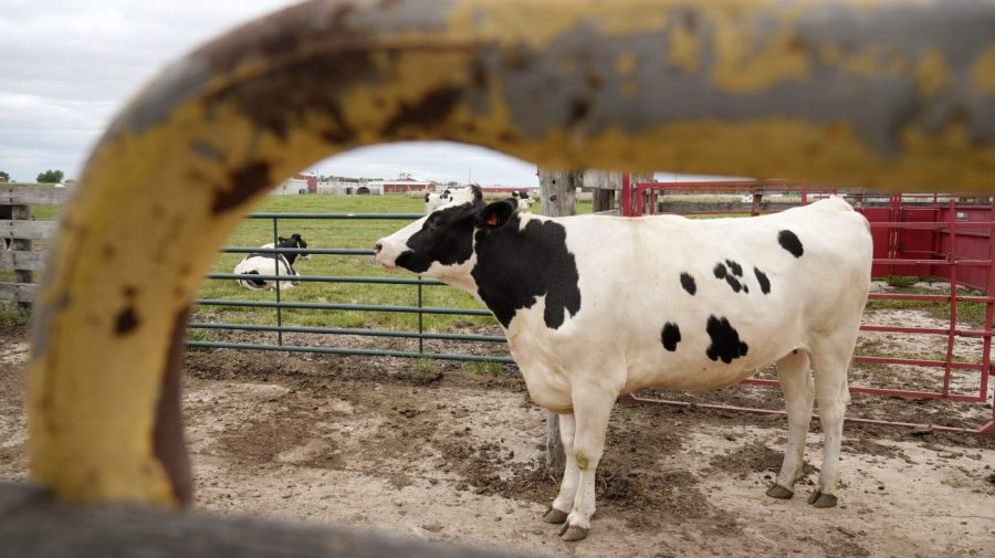 Red-state agriculture commissioners push to end funding for certain UN ...