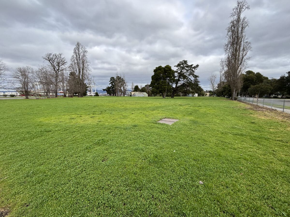 Not a Forest Without More Trees