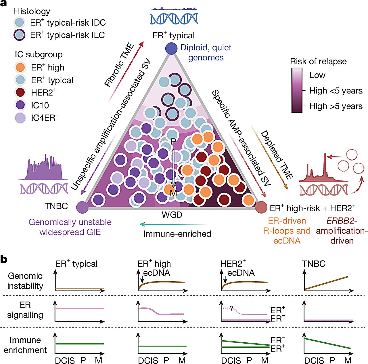 Breast cancer's genomic architecture: A new classification system emerges