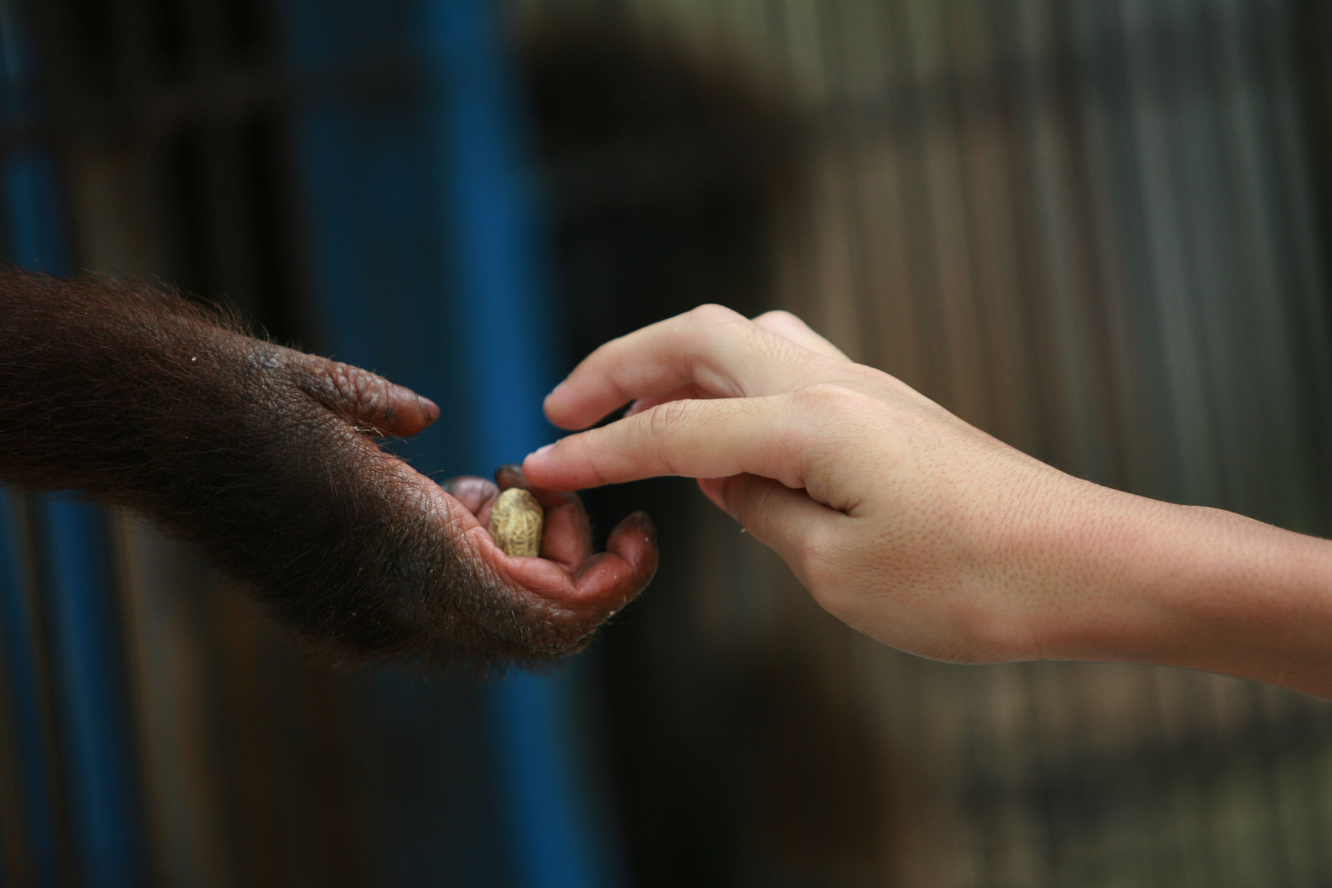 When did humans become human?