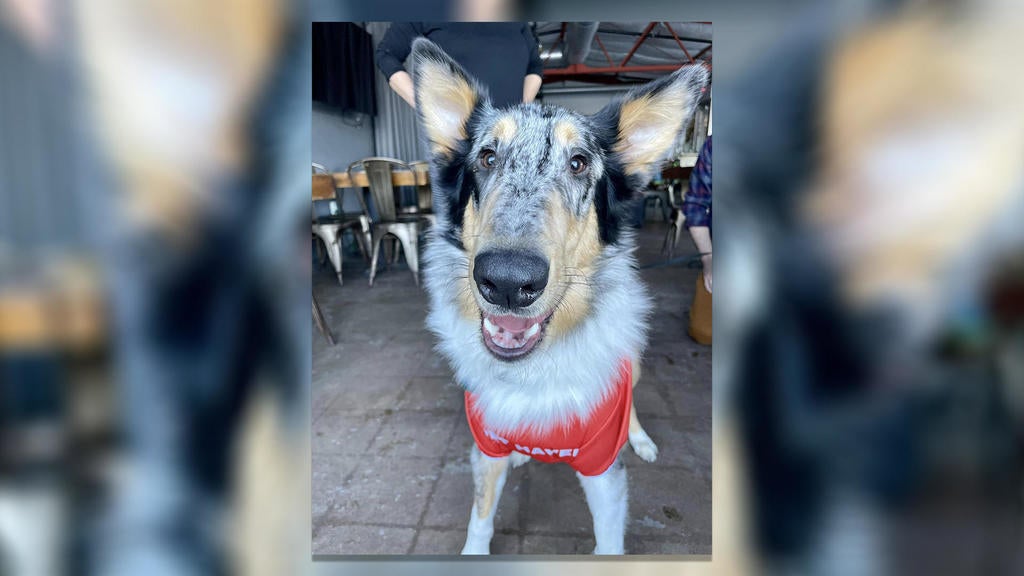 Foxtrot, rescue dog from Pet Haven in Minnesota, wins MVP of Puppy Bowl XXI