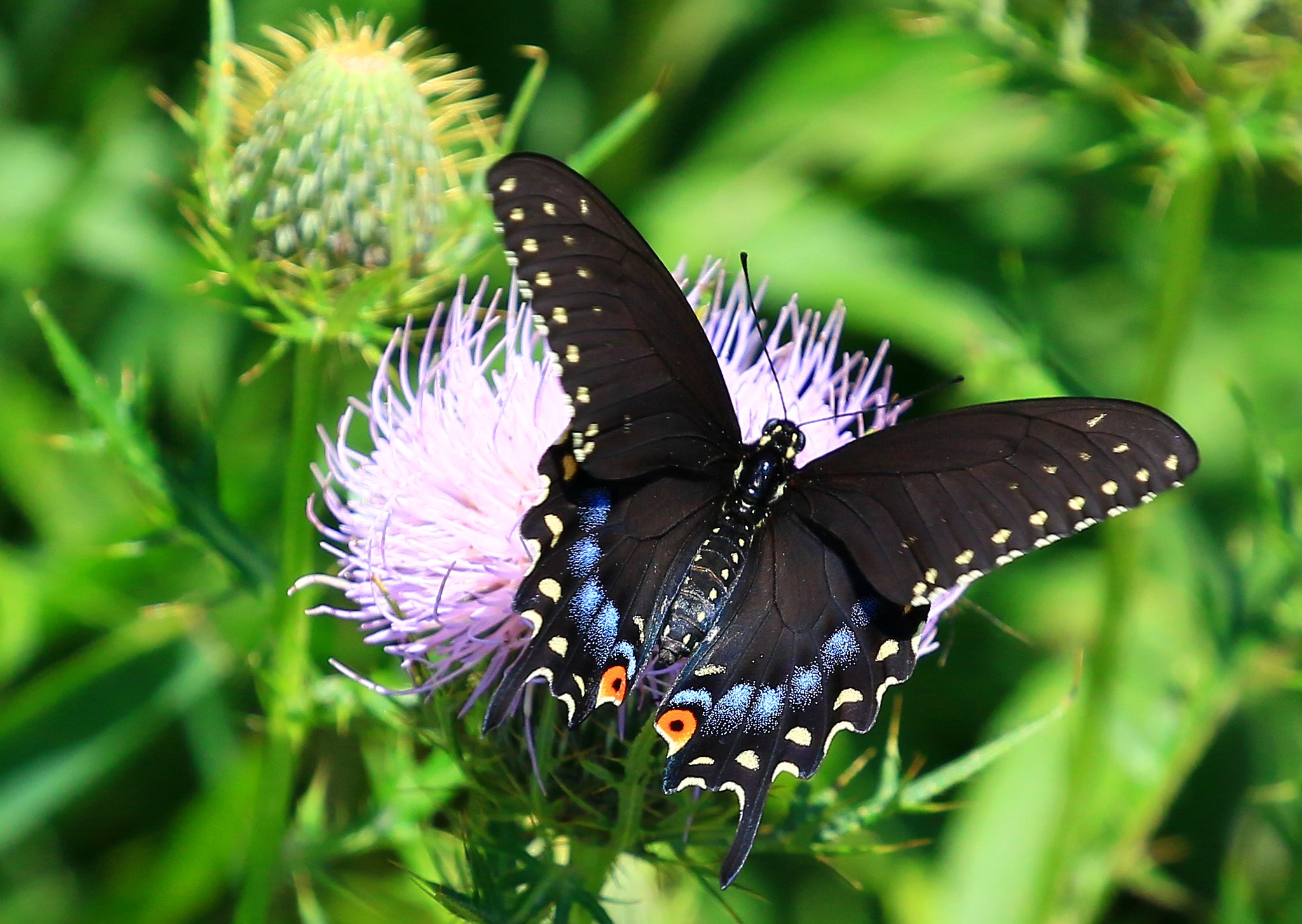 15 tips for growing a pollinator garden that attracts bees & butterflies