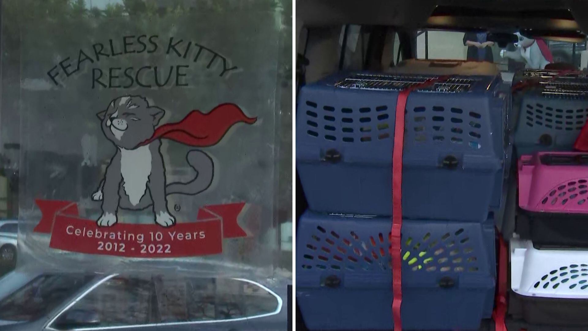 Fountain Hills cat rescue to rehome cats impacted by LA wildfires