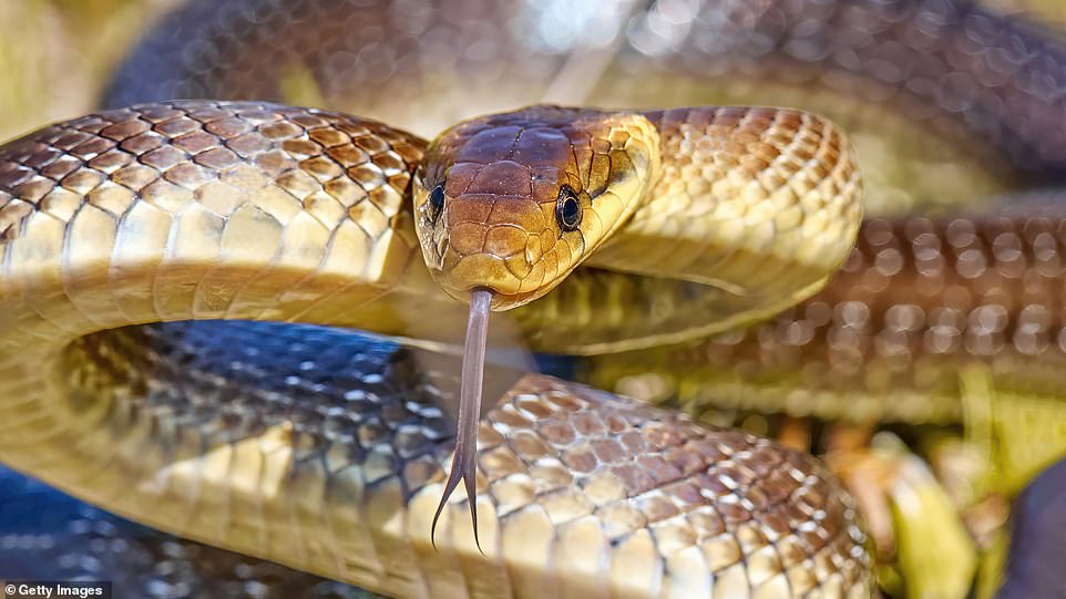 Urgent warning to Britons as 6.5ft-long snakes invade the UK