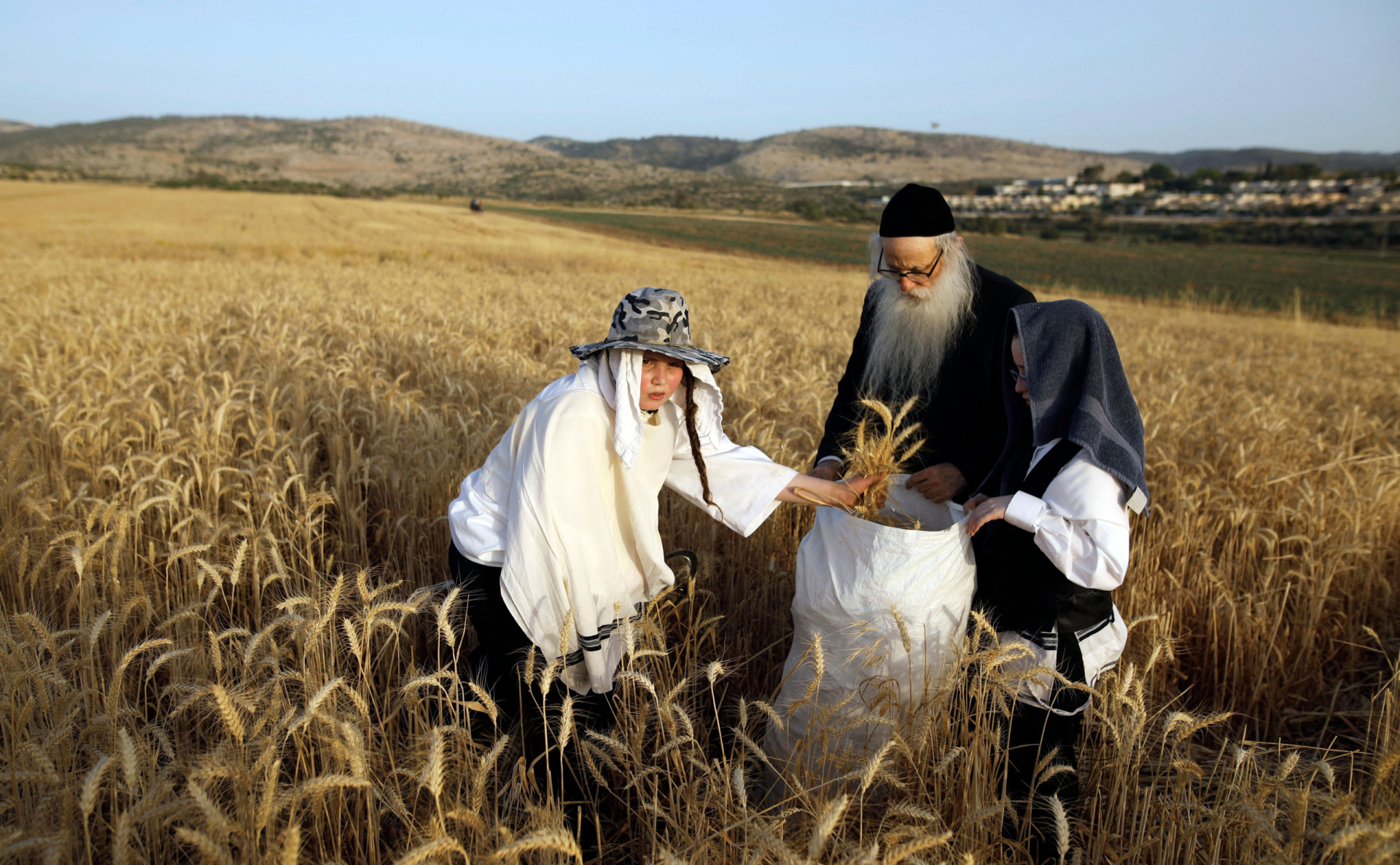 What are the seven species of Israel?