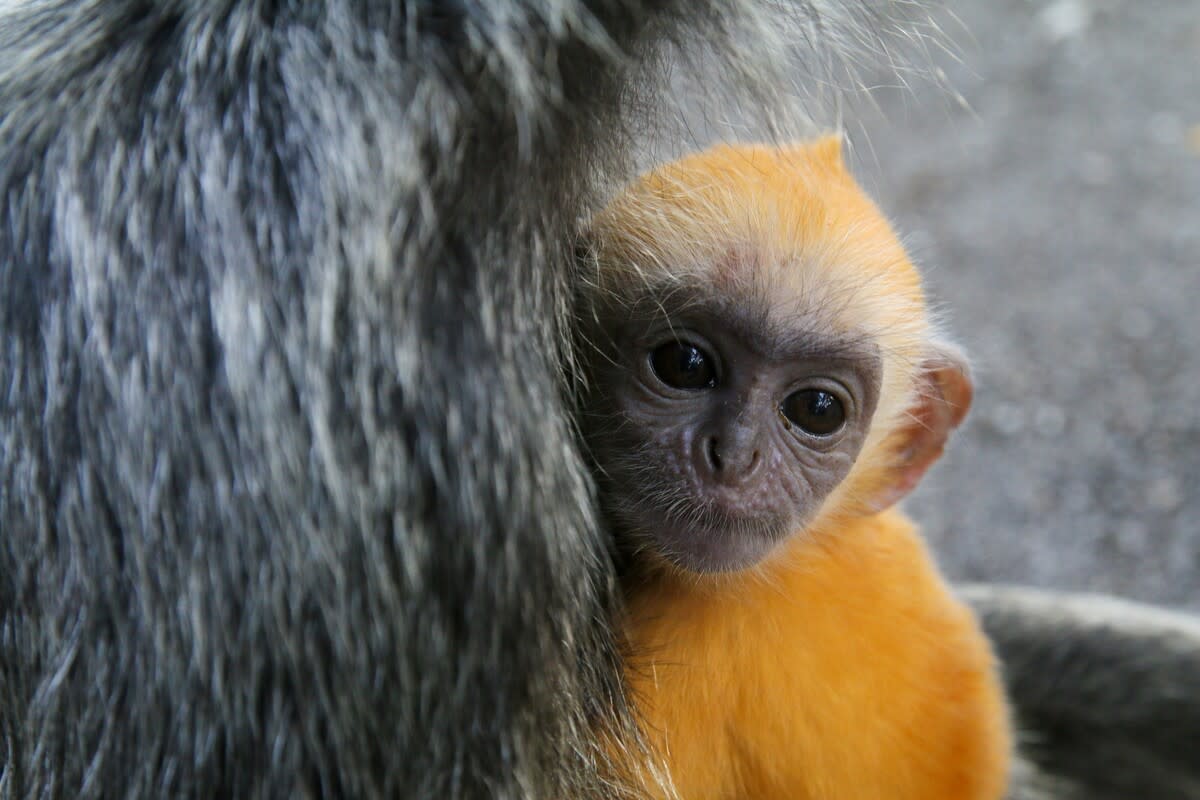 Baby Silvered Langur Monkey Born at Bronx Zoo Is So Cute People Can't ...