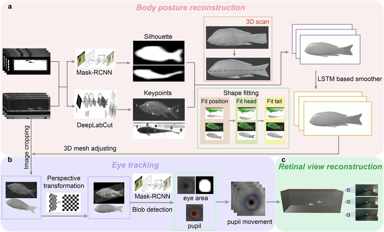 Fish vision: 3D eye tracking sheds light on swarm dynamics