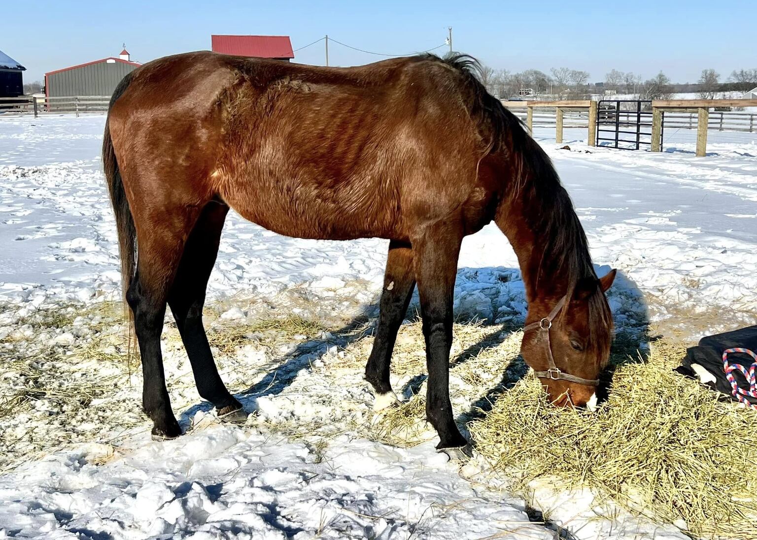 Irish-trained racehorse found starving in mud pen in United States has ...